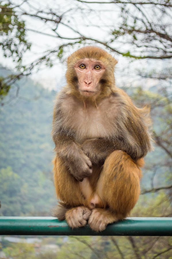 Macaque Monkey Portrait - Lonely Stock Photo - Image of macaque ...
