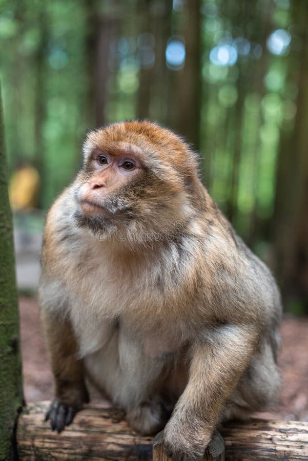 Macaque Monkey Portrait with Rainforest Background Closeup Fluffy Cute ...