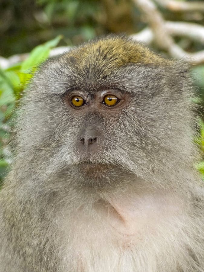 Macaque monkey portrait stock image. Image of malaysia - 166847457