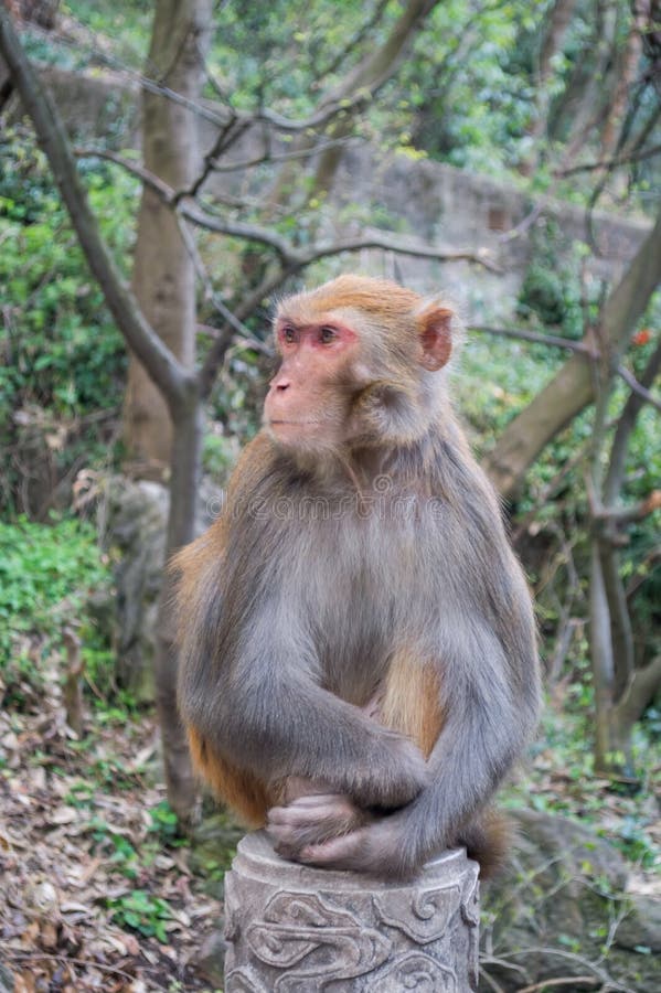 1,256 Serious Monkey Stock Photos - Free & Royalty-Free Stock Photos ...