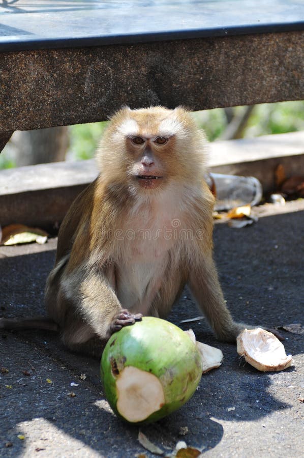 Macaque monkey portrait stock image. Image of green, tropics - 39635213