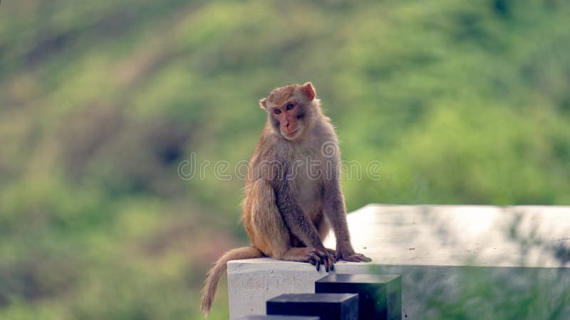 Macaque monkey on post stock photo. Image of outdoors - 95532732