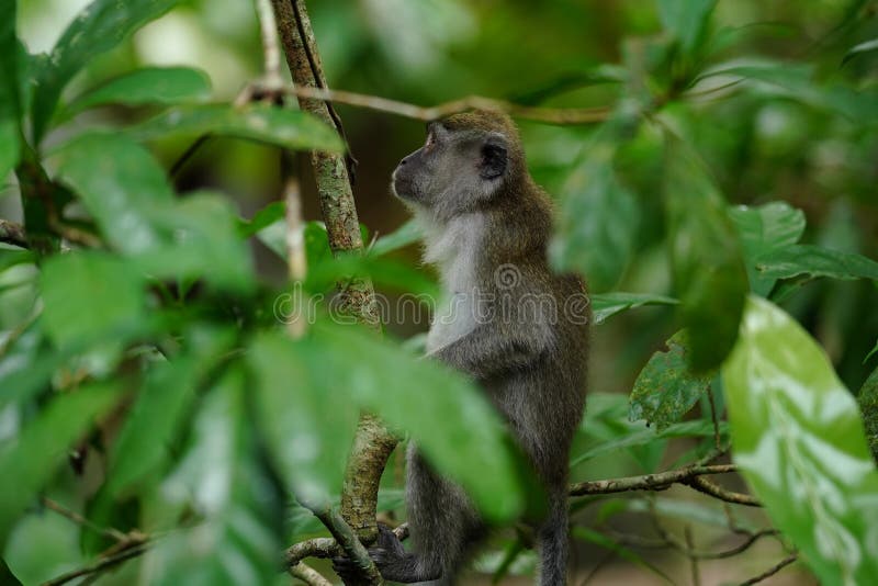 Macaque monkey stock photo. Image of holding, green - 244927028