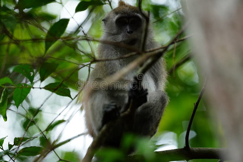 Macaque monkey stock photo. Image of langkawi, green - 244926912