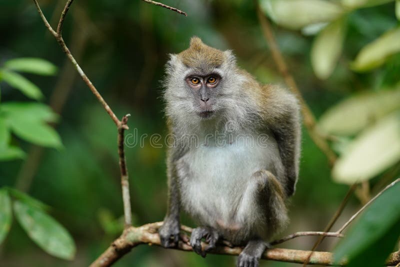 Macaque monkey stock photo. Image of jungle, rhesus - 244926960
