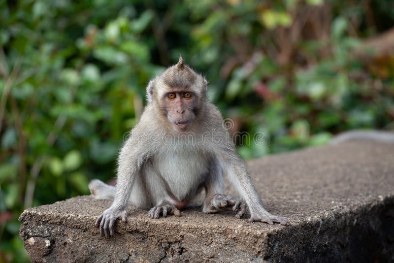 Macaque Monkey on a Rock Surface in a Forest Stock Photo - Image of ...