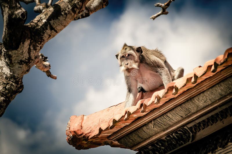 Macaque Monkey on the Roof of an Asian Temple. Cheeky Monkey Sitting on ...