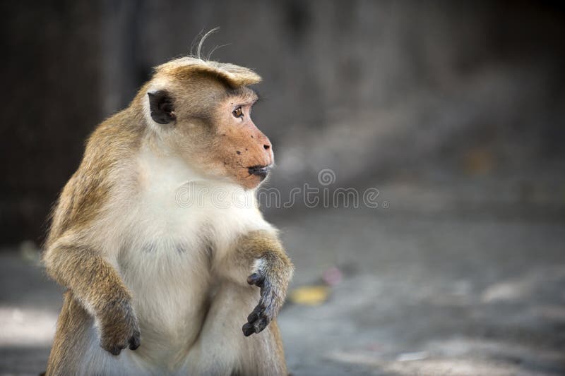 432 Side Profile Monkey Stock Photos - Free & Royalty-Free Stock Photos ...