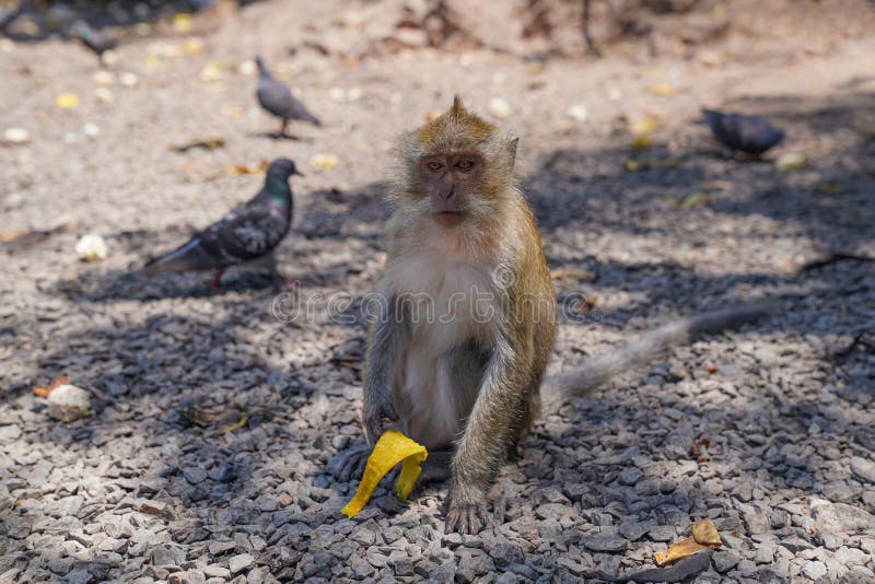 A Macaque Monkey is Sitting on the Corner of a Stone Stock Photo ...