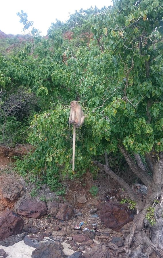 Macaque Monkey is Sitting on a Green Tree on the Monkey Beach on Koh ...