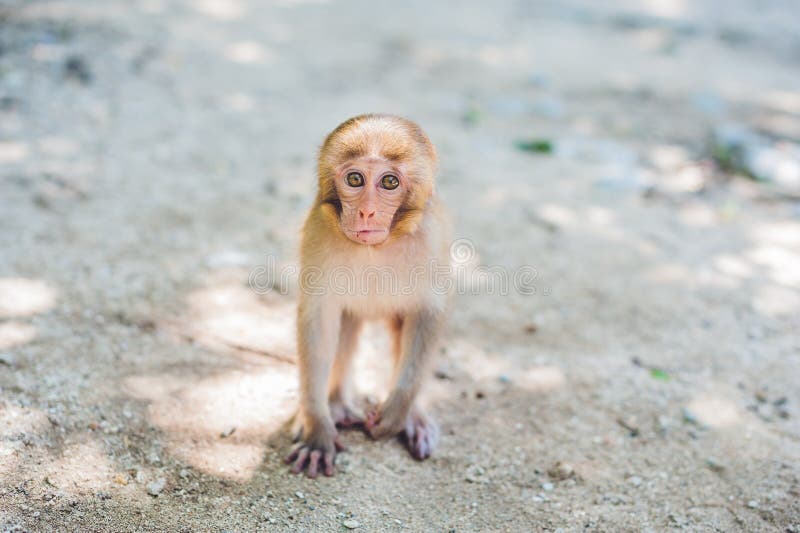 Macaque Monkey Sitting on the Ground. Monkey Island, Vietnam Stock ...