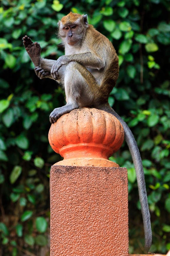 Macaque Monkey Sitting on a Pole Stock Image - Image of primate ...