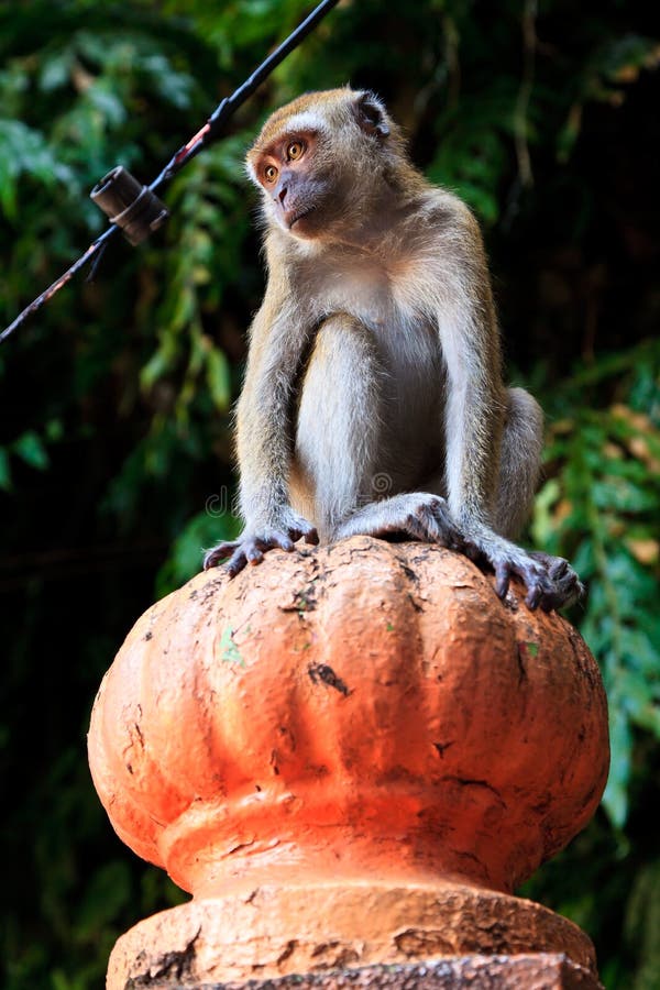 Macaque Monkey Sitting on a Pole Stock Photo - Image of macaque ...