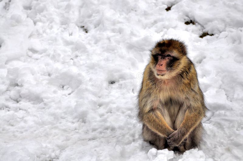 Monkey stock photo. Image of monkey, cute, winter, primate - 30220052