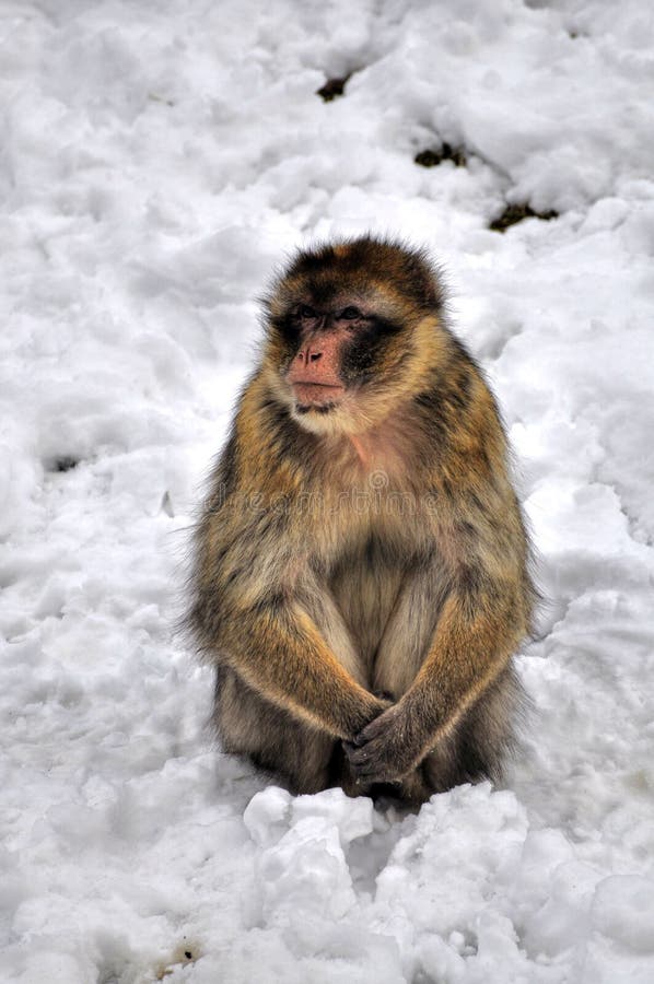 Monkey stock image. Image of open, monkey, wild, makak - 30220097