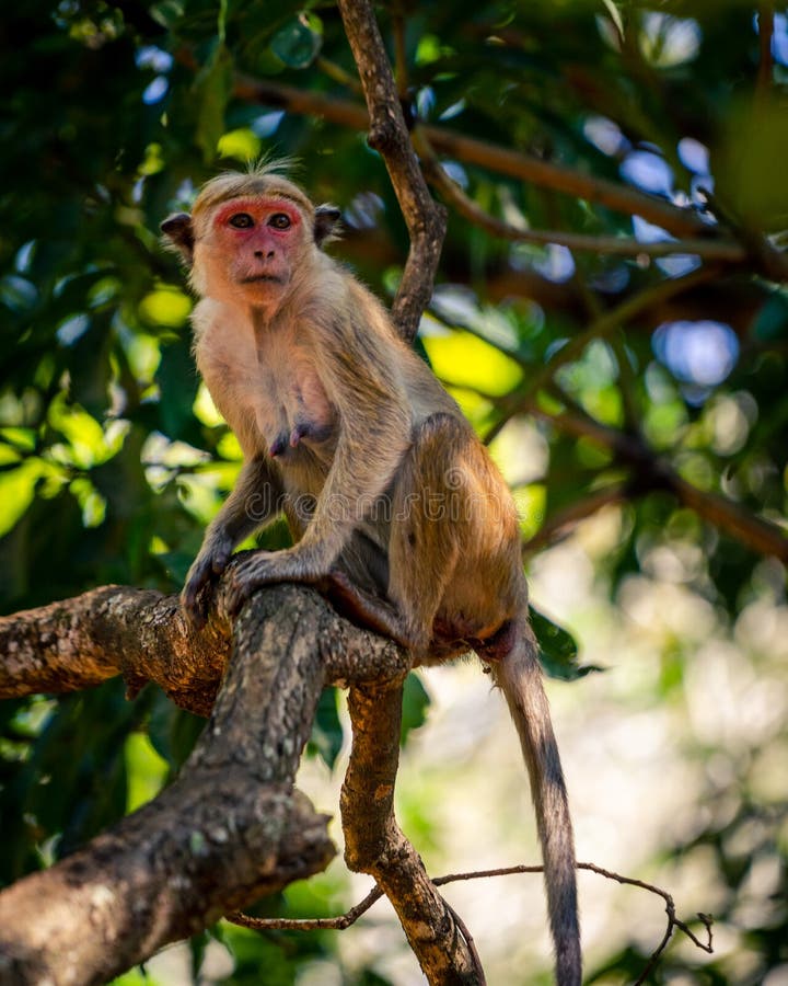 Macaque Monkey Sitting on a Tree in Sri Lankan Jungle Stock Photo ...