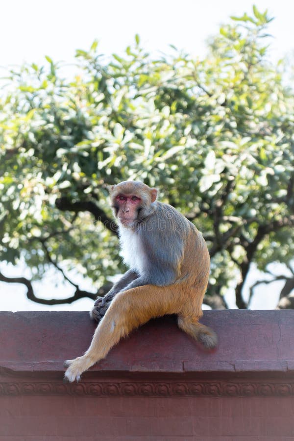Macaque Monkey Sitting on the Wall Stock Image - Image of swayambhu ...