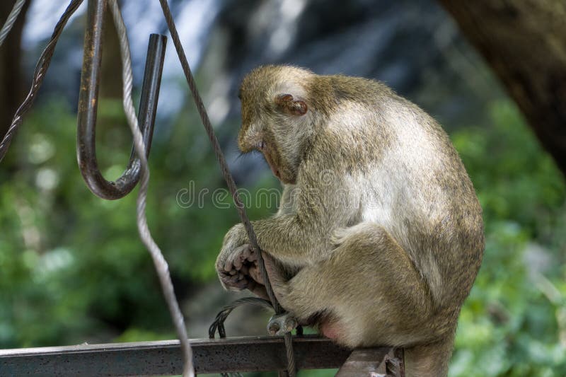 Macaque Monkey Sleeping on Manmade Structure Due To Deforestation and ...