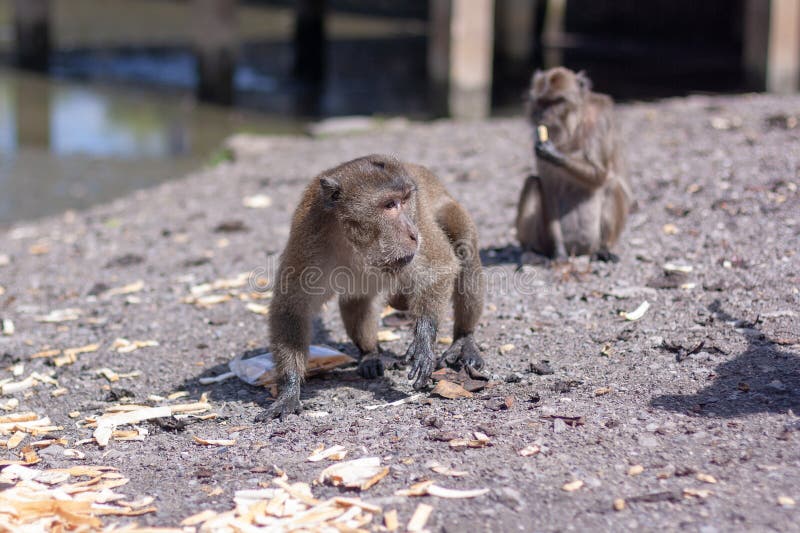 Macaque Monkey Stands among Bread Crusts on Ground. Selective Focus ...