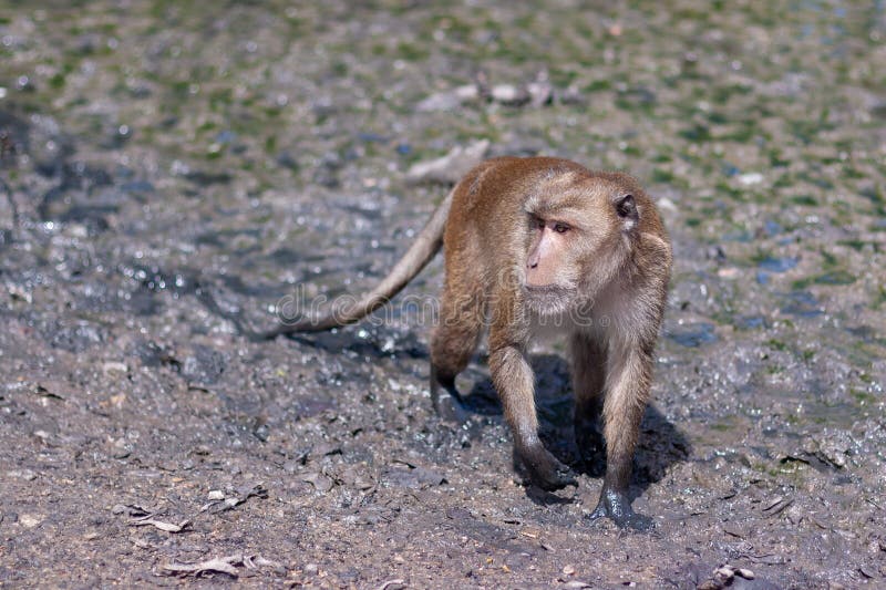 Macaque Monkey Stands in the Mud. Selective Focus, Blurred Background ...