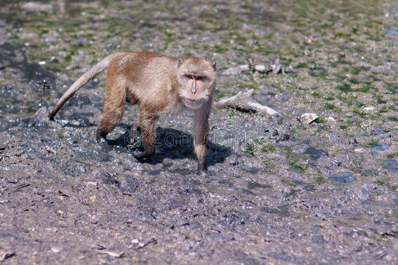 Macaque Monkey Stands in the Mud. Selective Focus, Blurred Background ...