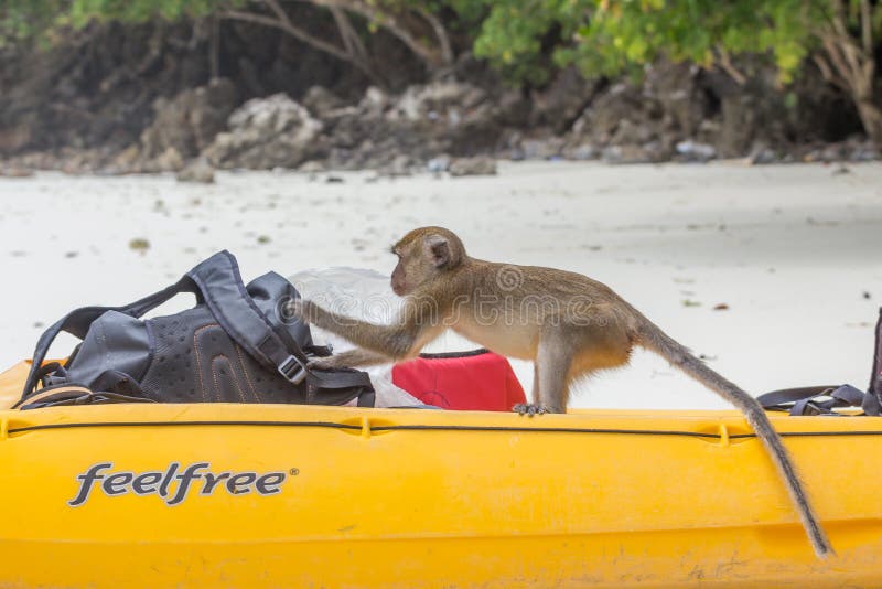 224 Monkey Stealing Stock Photos - Free & Royalty-Free Stock Photos ...