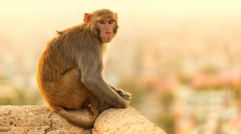 Monkey on Sunset stock image. Image of beauty, branch - 20989177