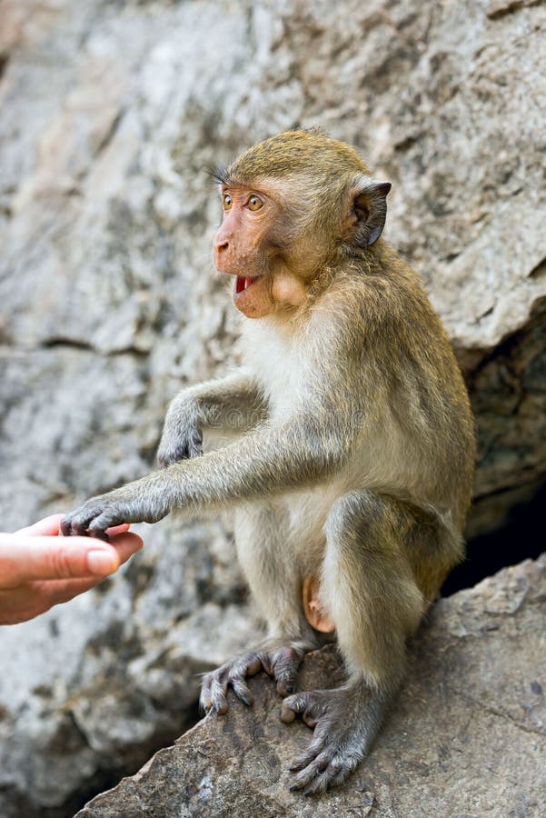 Macaque stock photo. Image of exotic, mammal, funny, rock - 70470620