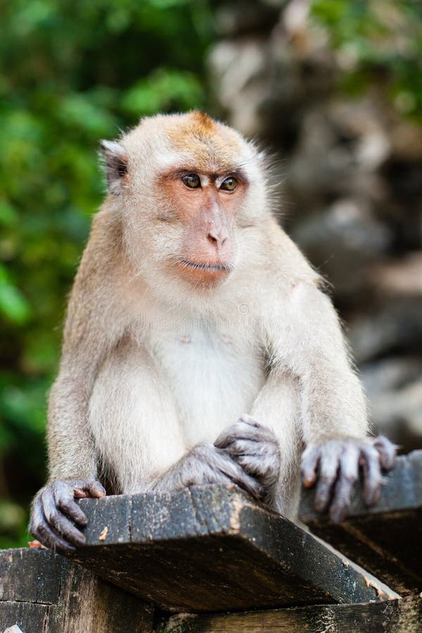 Macaque monkey stock image. Image of park, forest, rhesus - 38343855