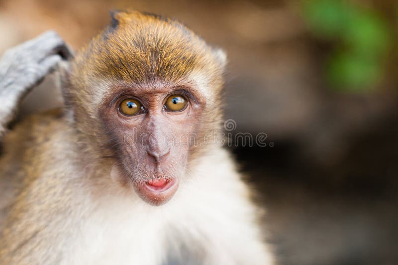 Macaque monkey stock image. Image of primate, rhesus - 38343929