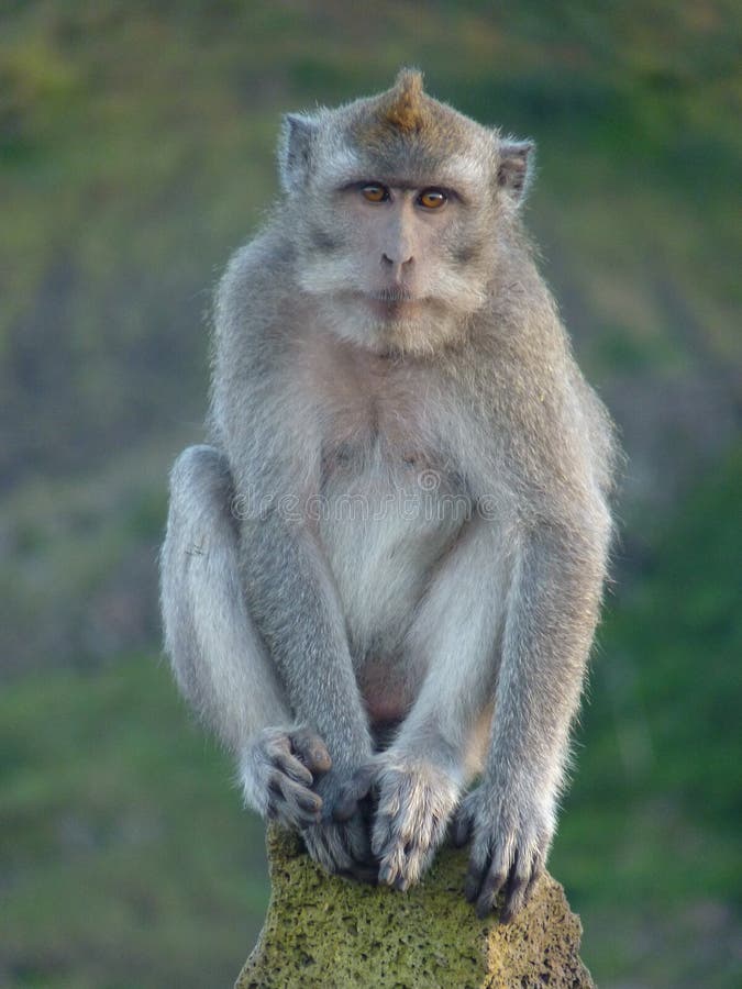 Monkey on volcano stock image. Image of mammal, cool - 95546537