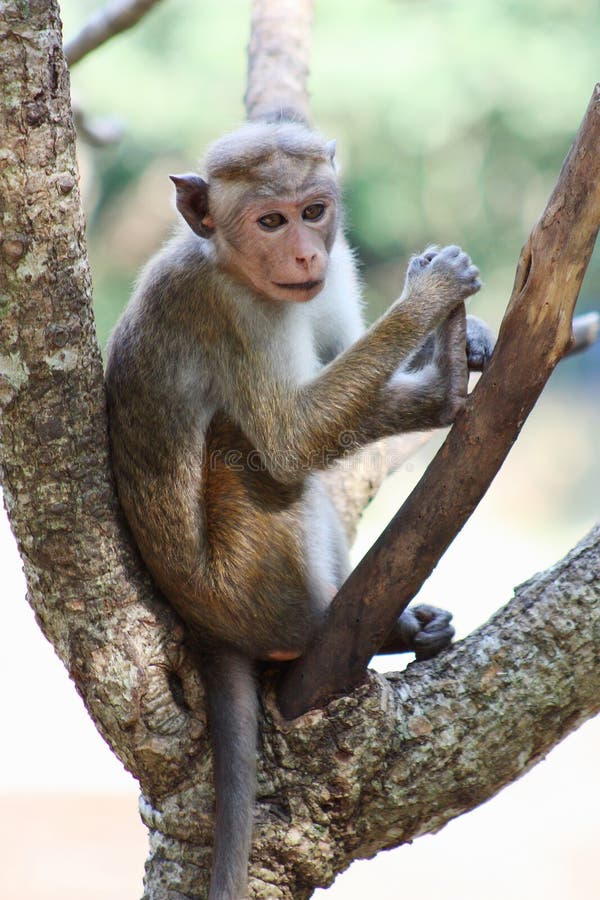 Macaque Monkey on the Tree Looking Around Stock Image - Image of ...