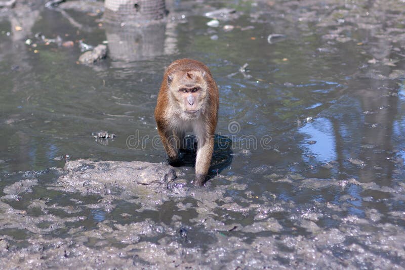 Macaque Monkey Walks through the Water and Mud Towards the Camera ...