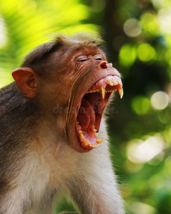 Macaque with big teeth stock photo. Image of primate - 33333428