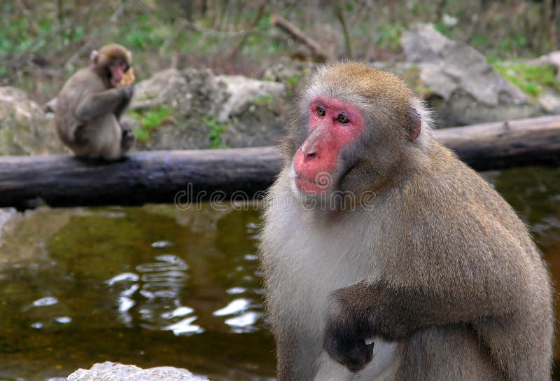 Monkeys whispering secrets stock image. Image of chitchat - 3133709