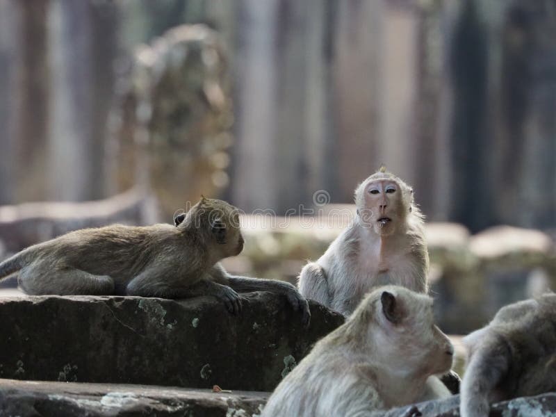 Macaque Monkeys on Ancient Temple Stones in Angkor Complex Stock Image ...