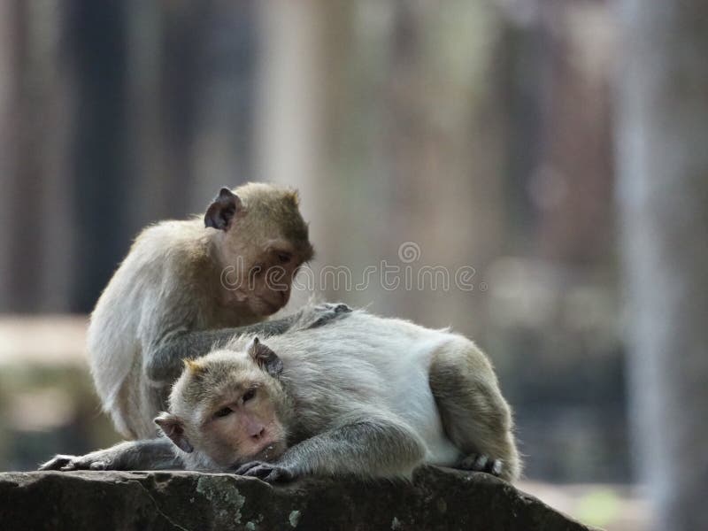 Macaque Monkeys on Ancient Temple Stones in Angkor Complex Stock Image ...