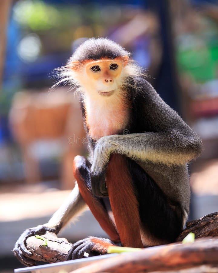 Macaque Monkeys Five Colors(Red-shanked Douc) Stock Image - Image of ...