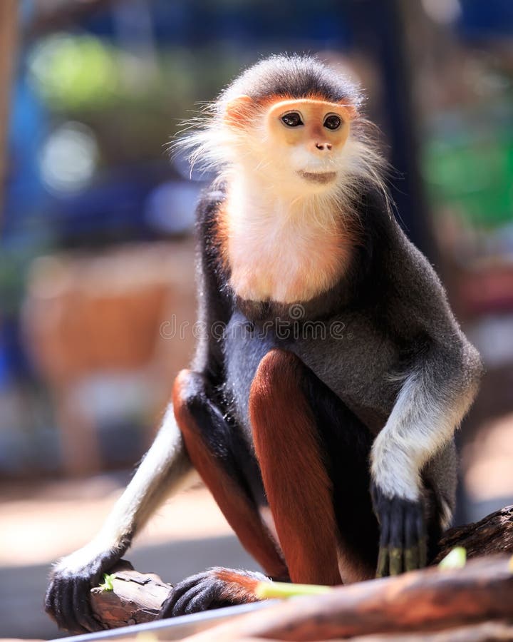 Macaque Monkeys Five Colors(Red-shanked Douc) Stock Image - Image of ...