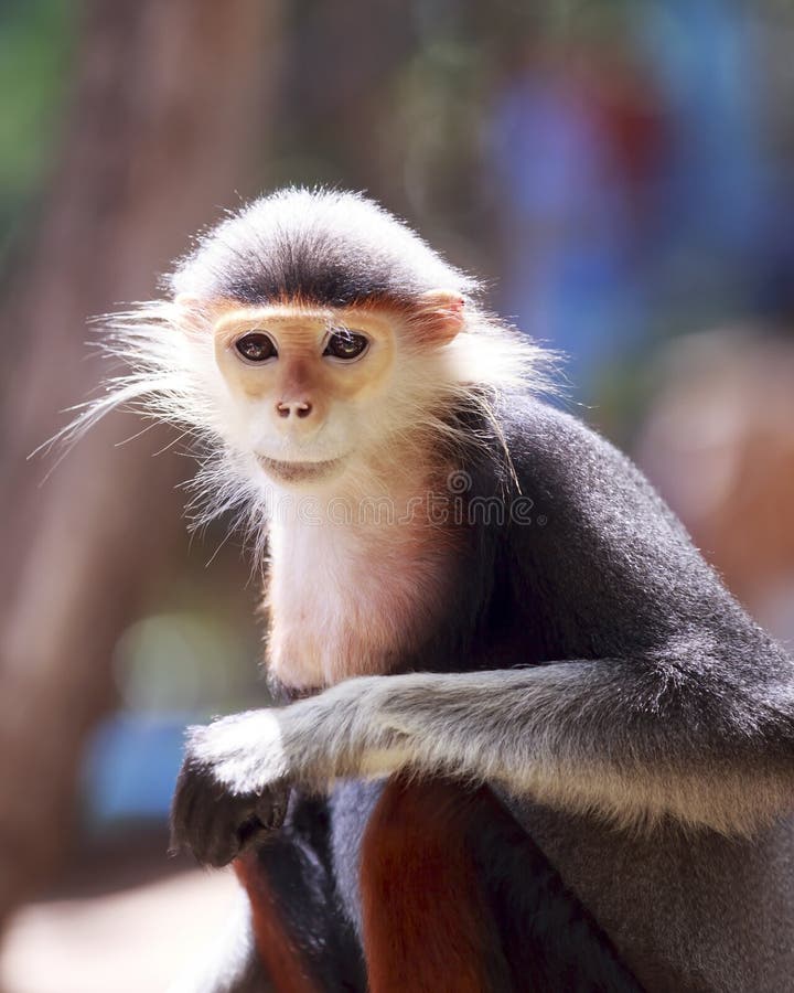 Macaque Monkeys Five Colors(Red-shanked Douc) Stock Photo - Image of ...