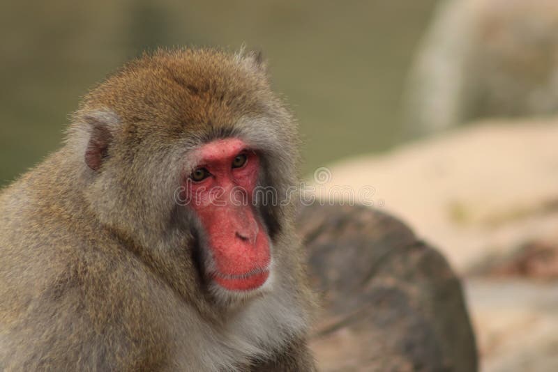 Macaques Grooming Eachother in a Monkey Display in a Botanical Gardens ...