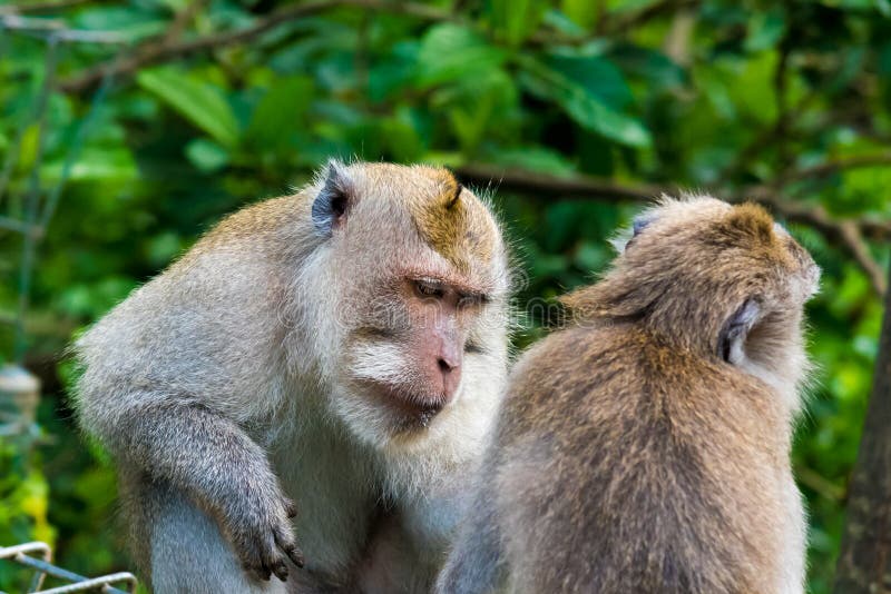 Macaque monkeys stock photo. Image of park, mammal, green - 94678746