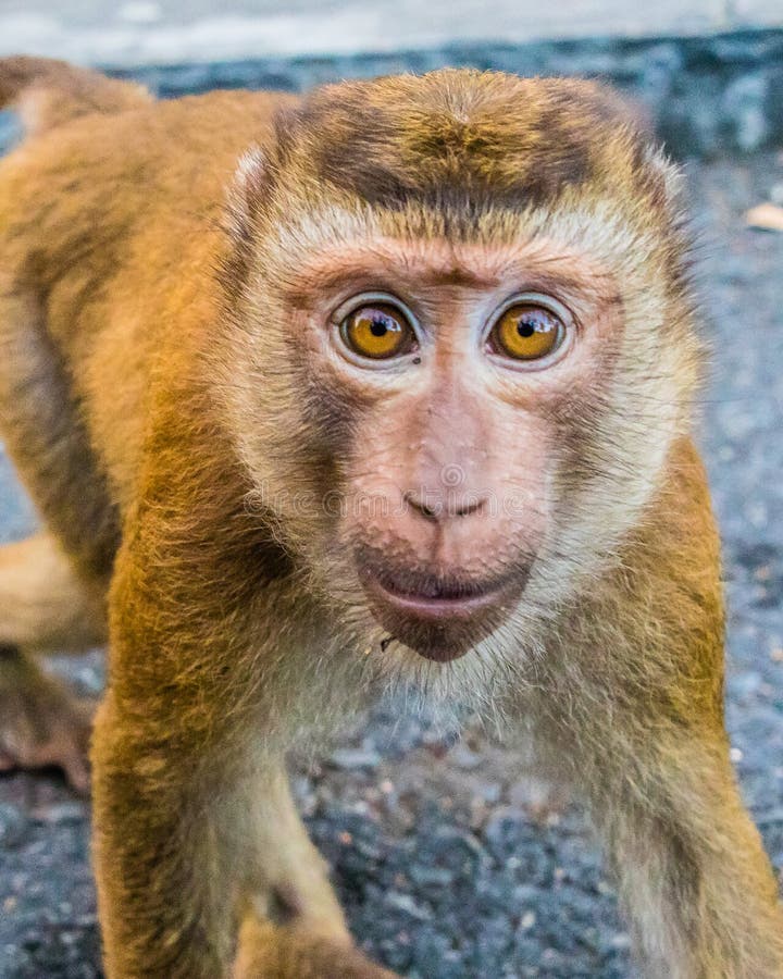 The Macaque Monkeys of Monkey Hill, Phuket Stock Photo - Image of ...