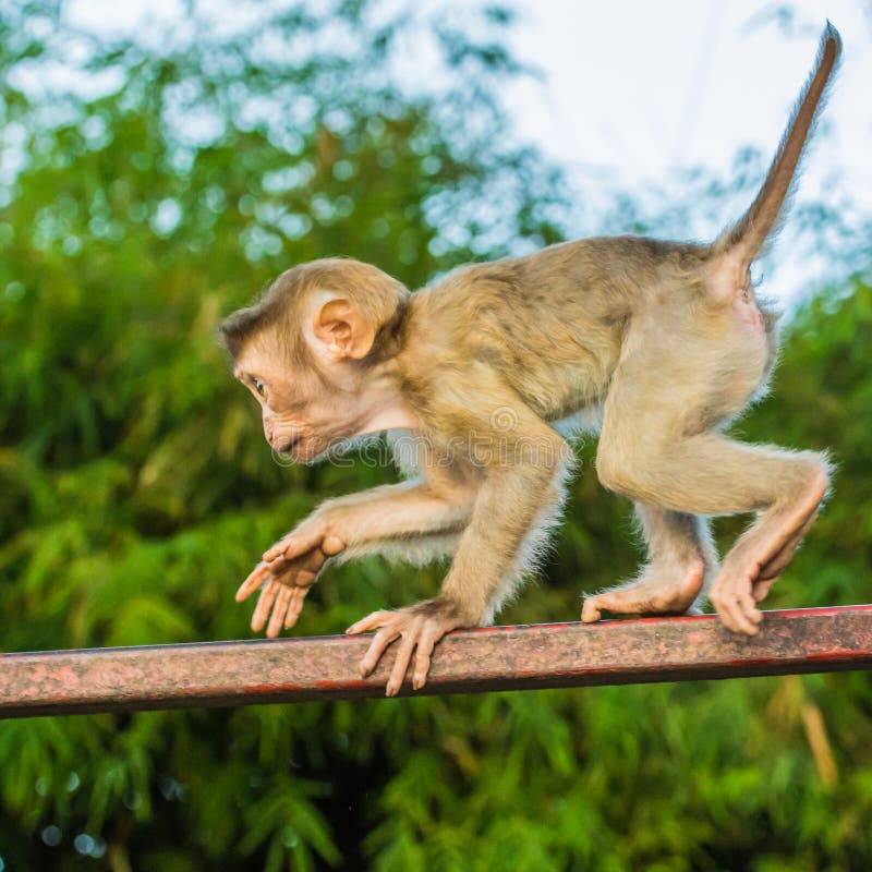 The Macaque Monkeys of Monkey Hill, Phuket Stock Photo - Image of ...