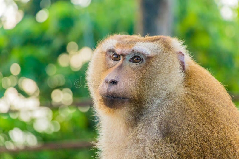 The Macaque Monkeys of Monkey Hill, Phuket Stock Image - Image of ...