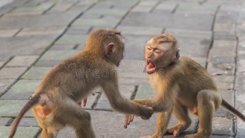 The Macaque Monkeys of Monkey Hill, Phuket Stock Image - Image of ...