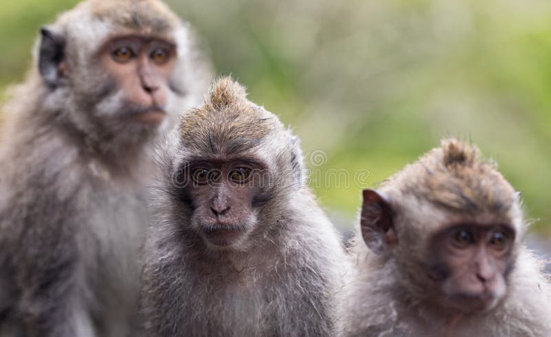 Three Macaque Monkeys stock image. Image of captivity - 18919535