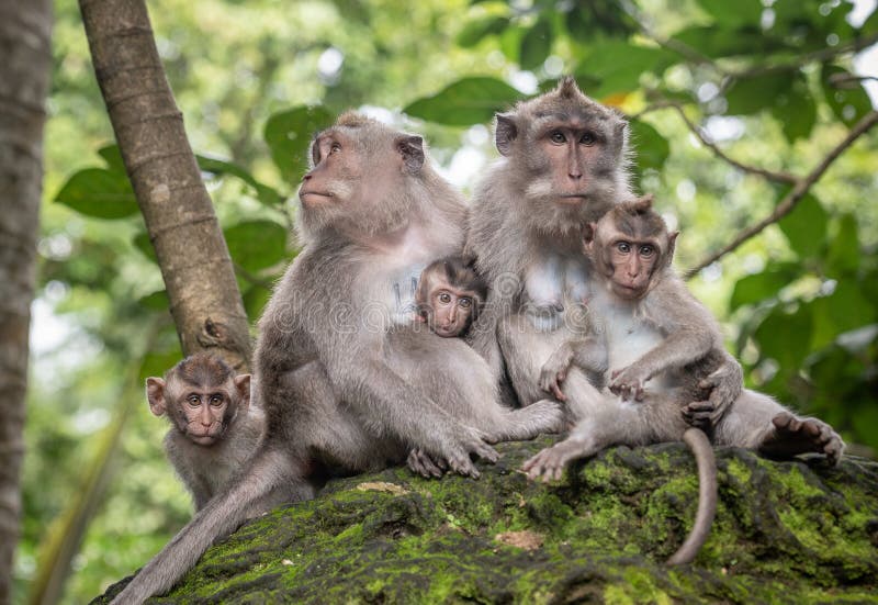 Macaque Monkeys at Ubud Monkey Forest Sanctuary in Ubud, Bali ...