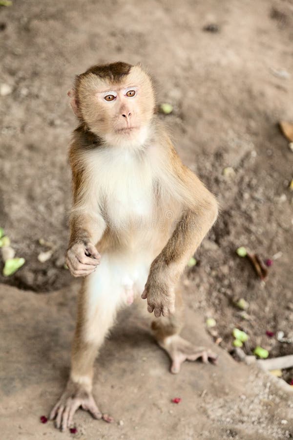 Macaque Near Chiang Mai, Thailand Stock Photo - Image of tourism ...