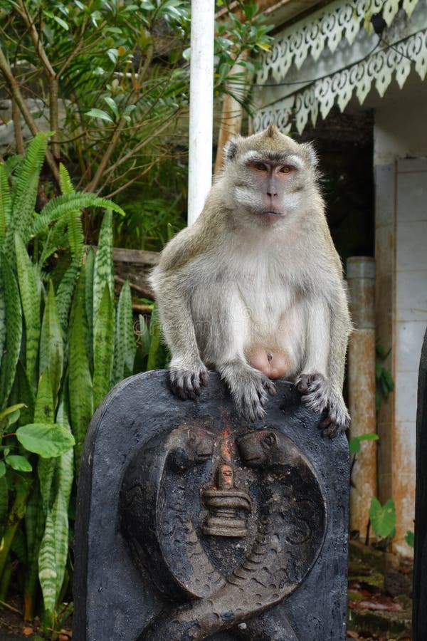 Macaque observing stock photo. Image of animal, closeup - 79365084
